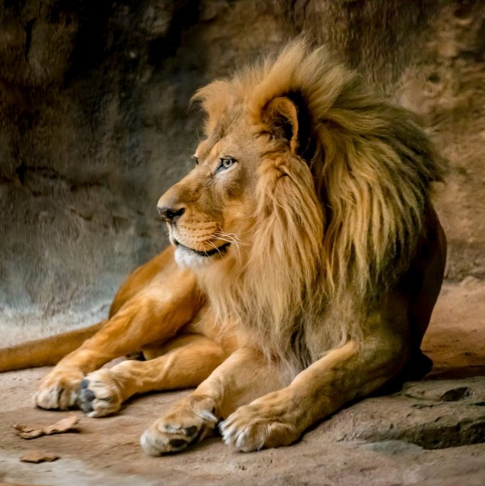 El león, símbolo de la santidad, majestad y fuerza – CABALLEROS DE LA ...