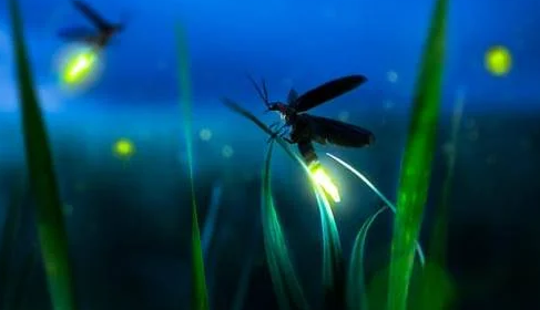 El brillo de la luciérnaga - CABALLEROS DE LA VIRGEN